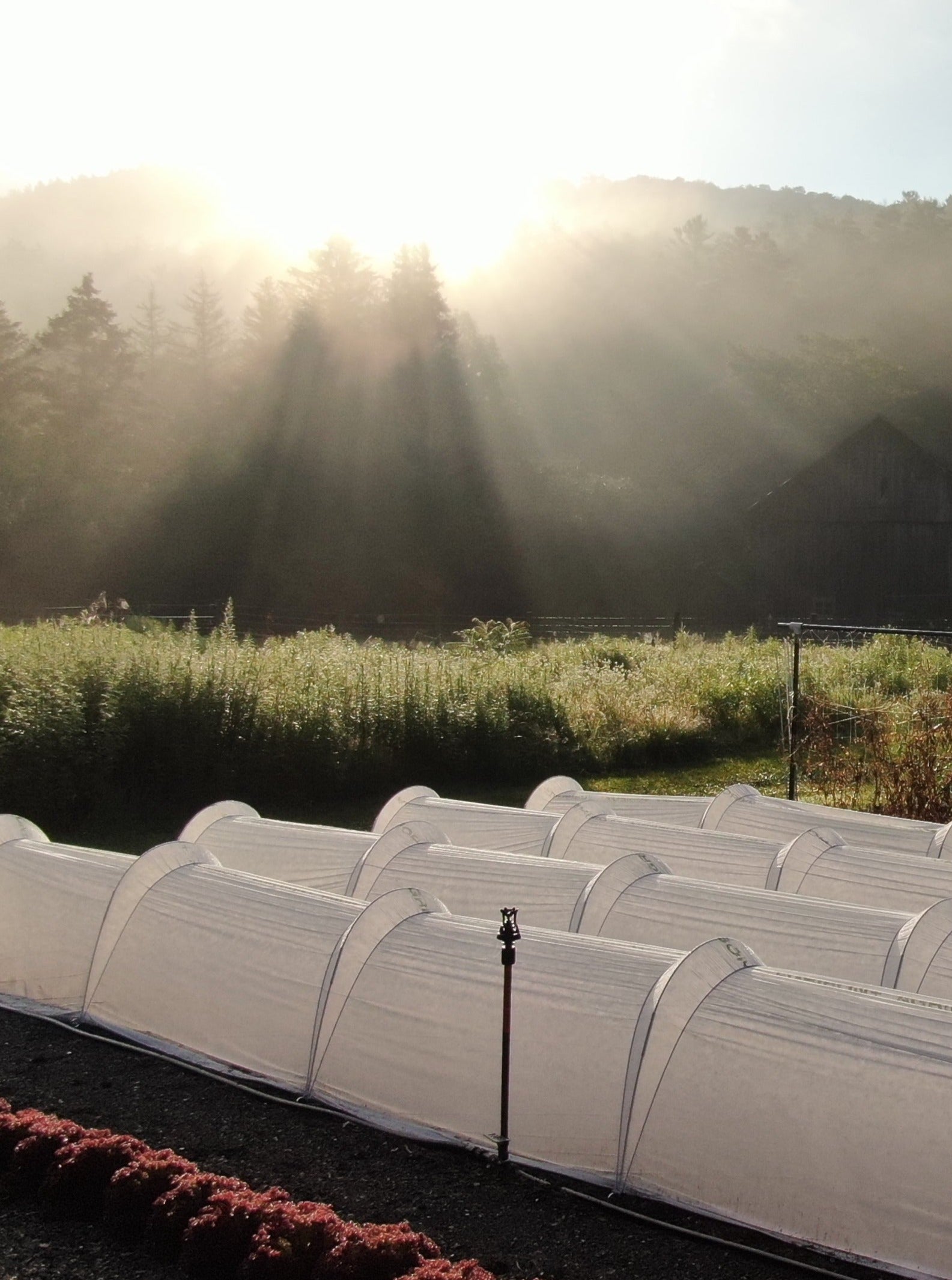 LowCat™ Tunnel Farm Starter Kit – Neversink Tools