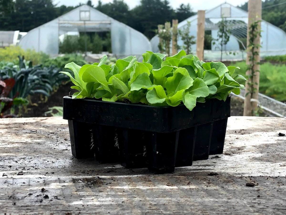 Mini Wini Dibble and Plug Popper – Neversink Tools