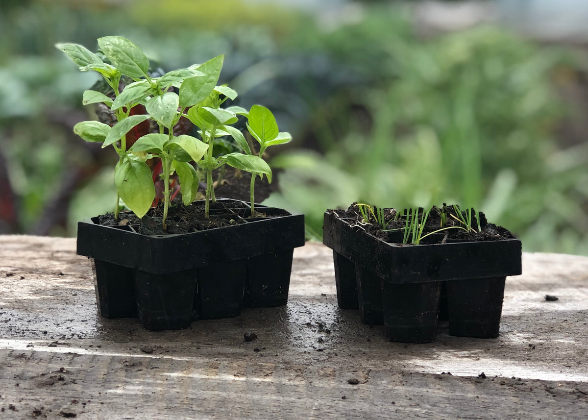 Mini Wini Dibble and Plug Popper – Neversink Tools