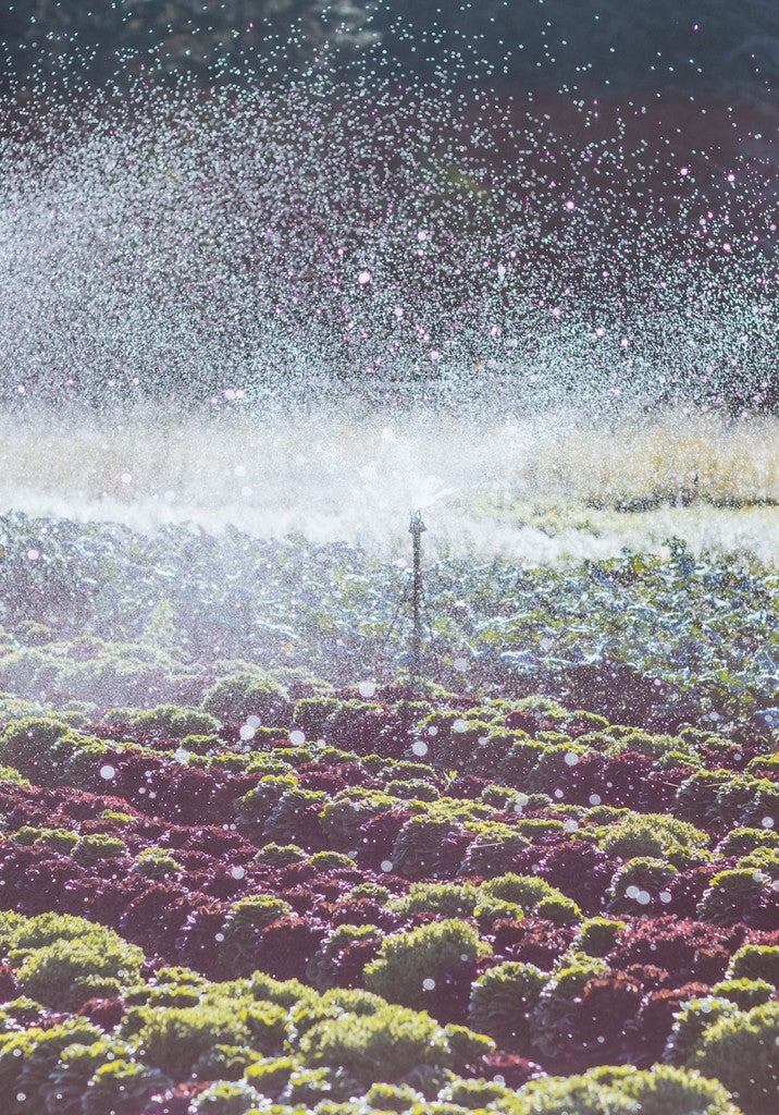 Aquifer Field Irrigation Kit | Sprinkler | Wobbler Stand | Watering ...