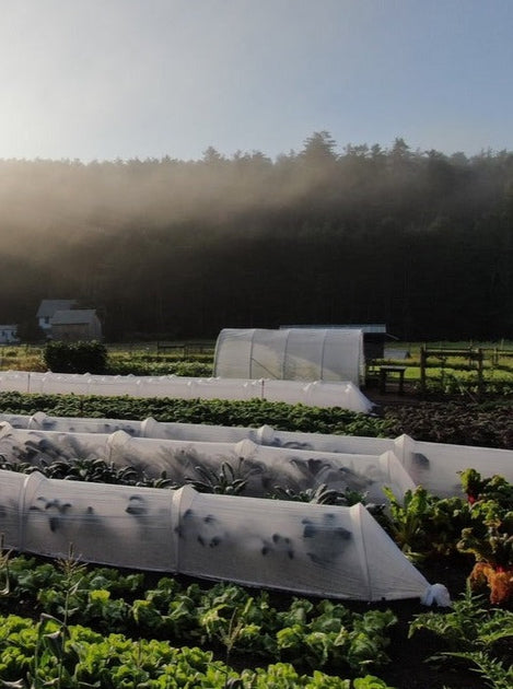 LowCat Low Tunnel | Insect Netting