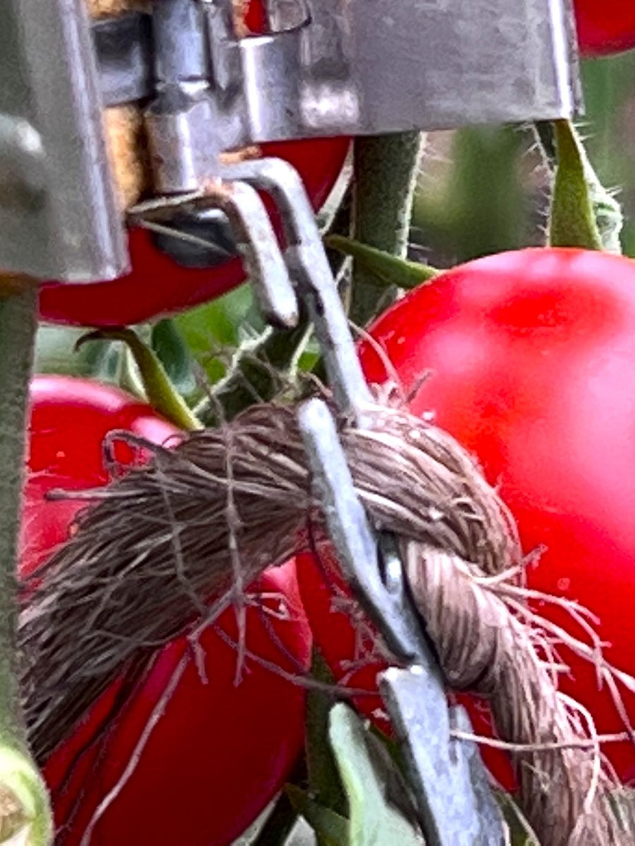 Trellis String Holder | QLIPR | Hook and Wicket | Tomato Trellising ...